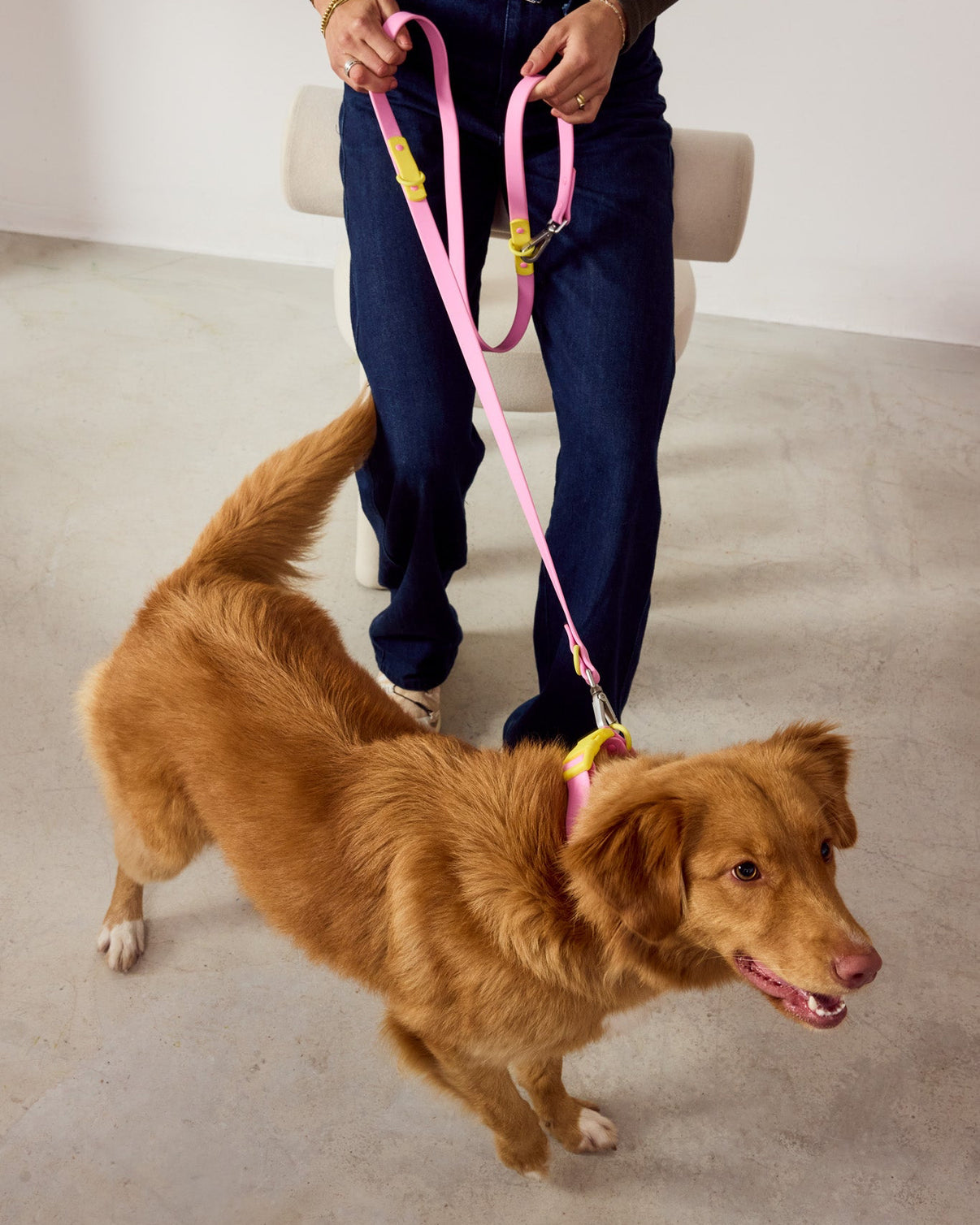The Fritz Dog Collar – Adjustable, Water-Resistant & Stylish | Approved ...